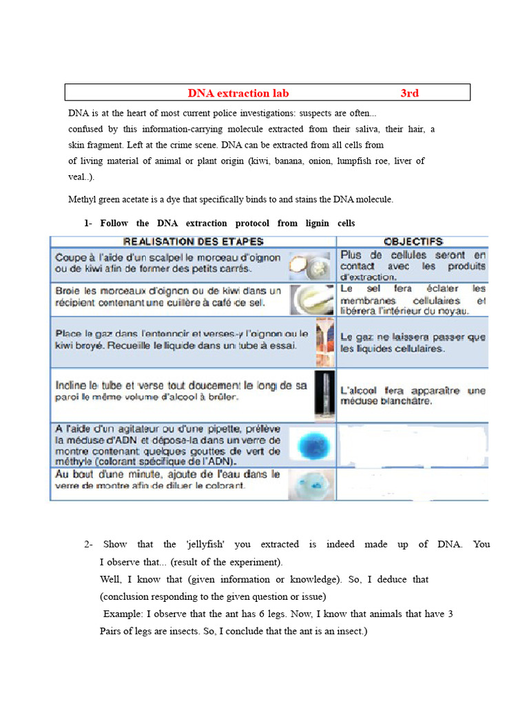 Activity 6 Lab: DNA Extraction | PDF