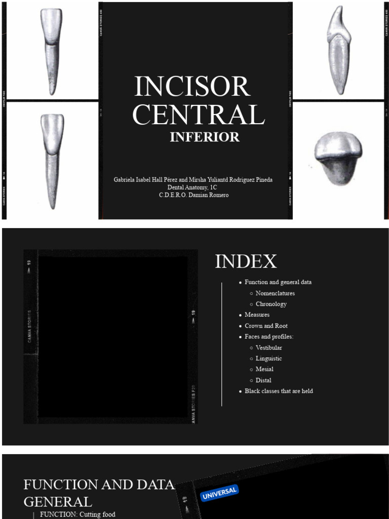 Lower Central Incisor - AD | PDF | Dental Anatomy | Dentistry Branches
