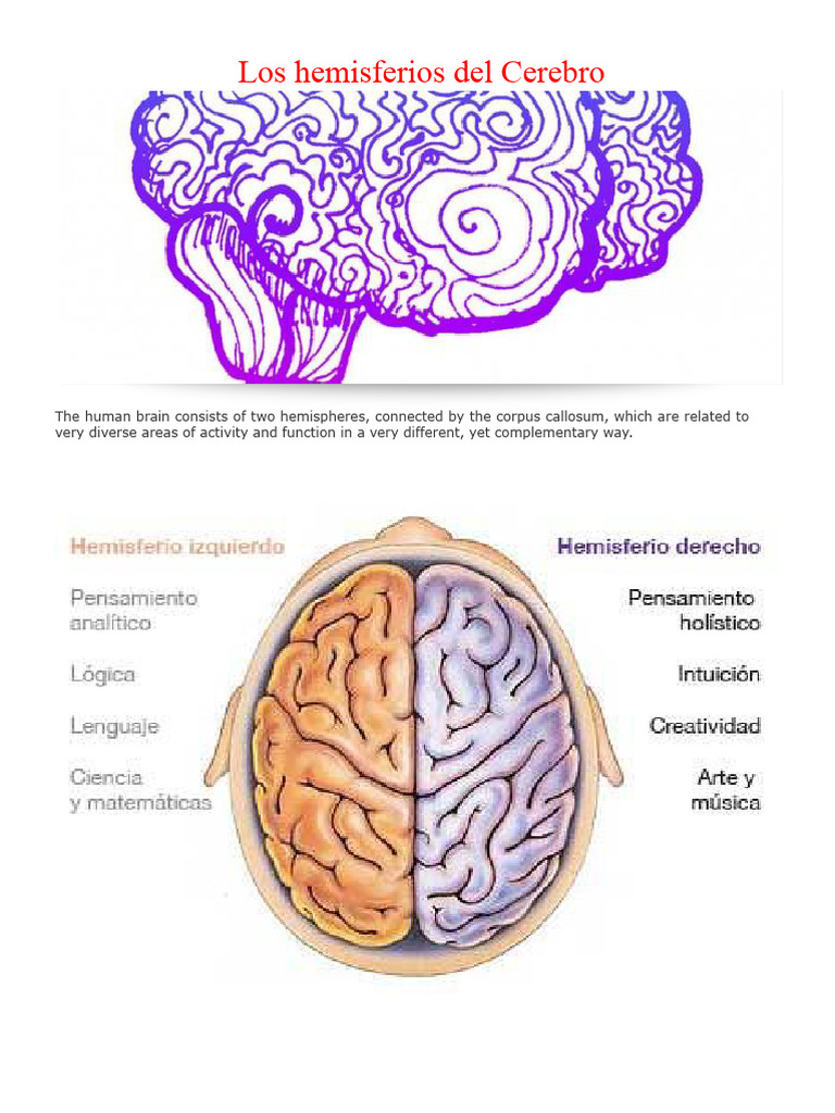The Hemispheres of The Brain | PDF | Autonomic Nervous System | Brainstem