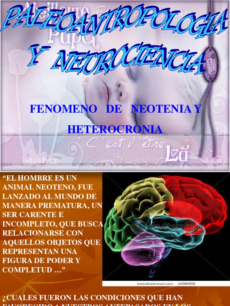 NEOTENIA | Paleoantropología | Paleolítico