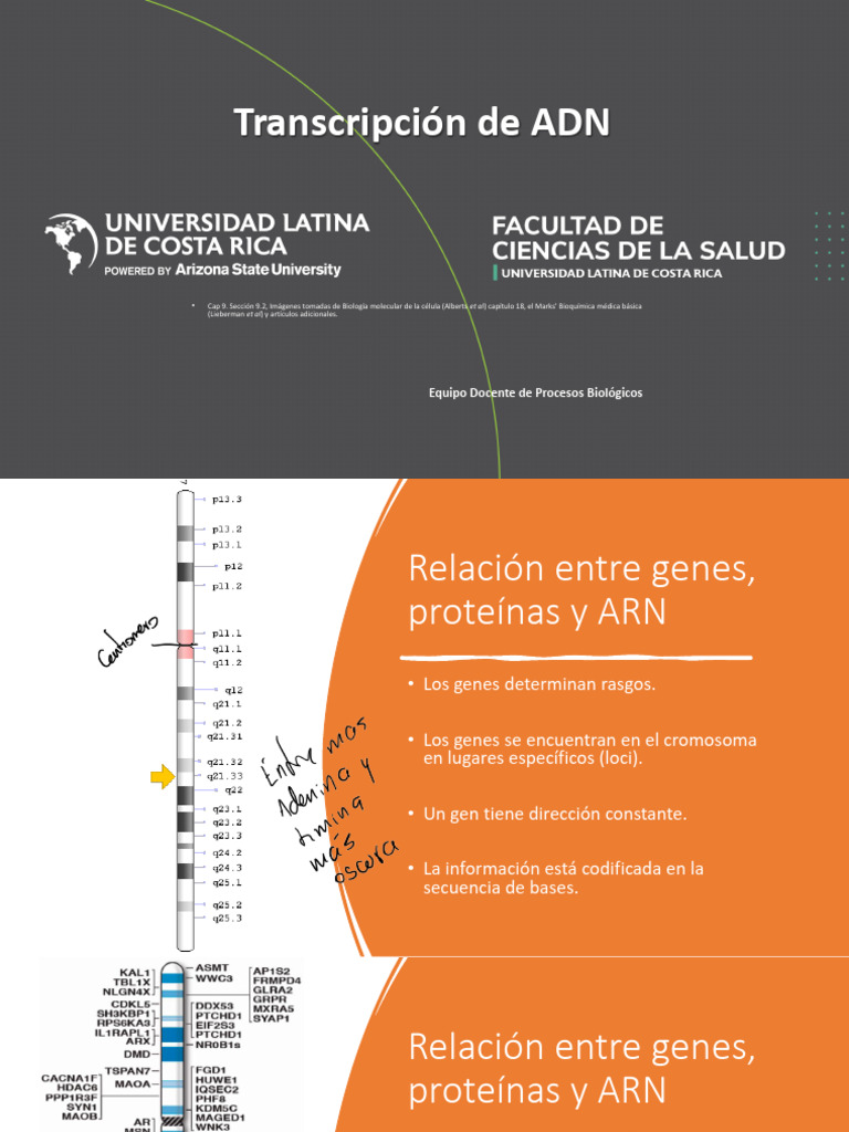 10-2 Transcripci%C3%B3n | PDF | Rna | Adn