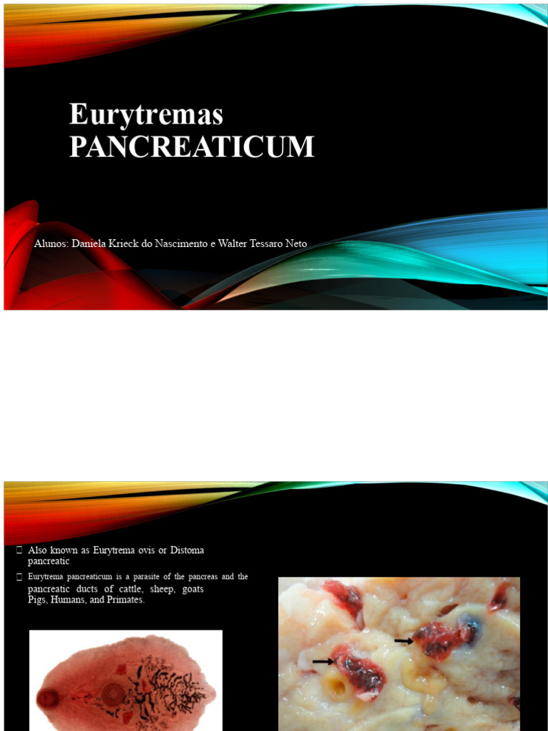 Eurytrema Pancreaticum | PDF | Pancreas | Medical Specialties
