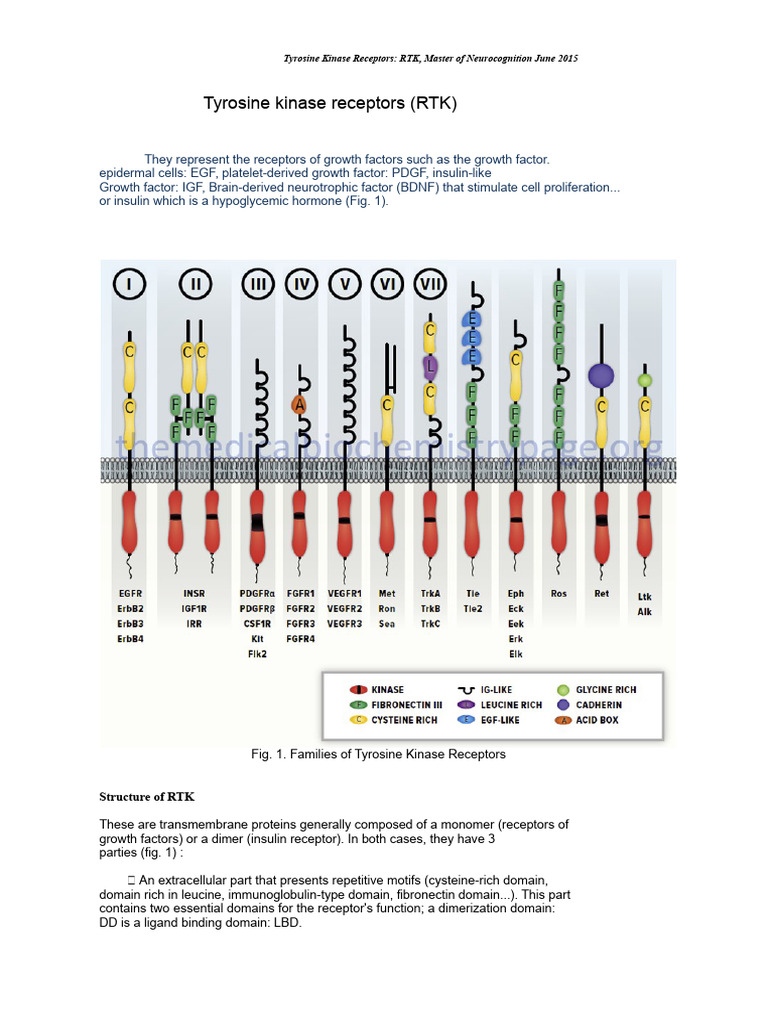 Tyrosine Kinase Activity Receptors | PDF | Kinase | Protein Kinase B