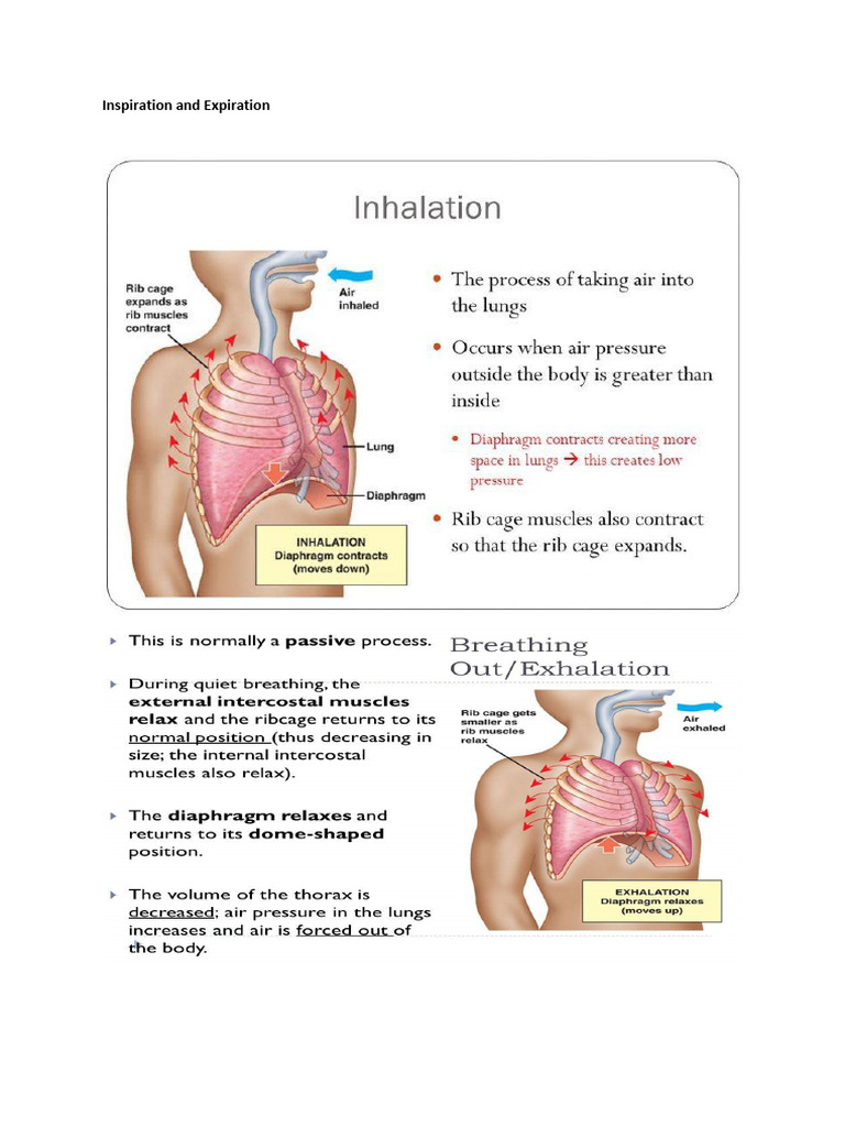 Unit4 Inspiration and Expiration | PDF