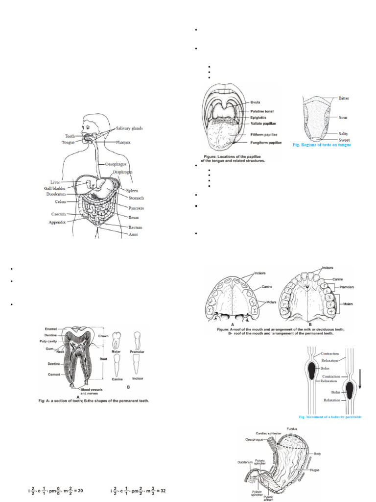 Digestive System Students Note 2025 | PDF | Digestion | Liver