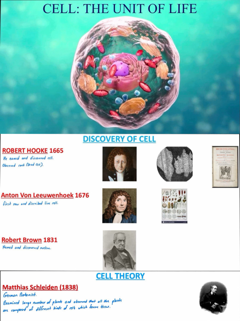 Notes Till Endomembrane System | PDF | Gram Positive Bacteria | Cell ...