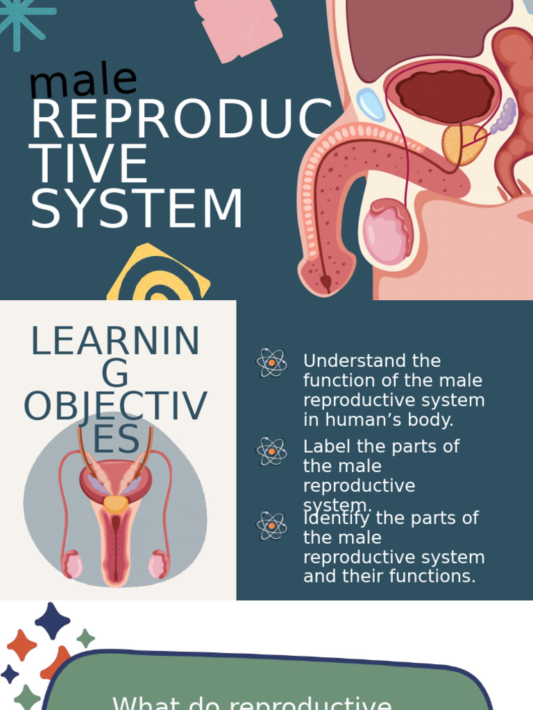 #1 Male Reproductive System | PDF | Testicle | Reproductive System