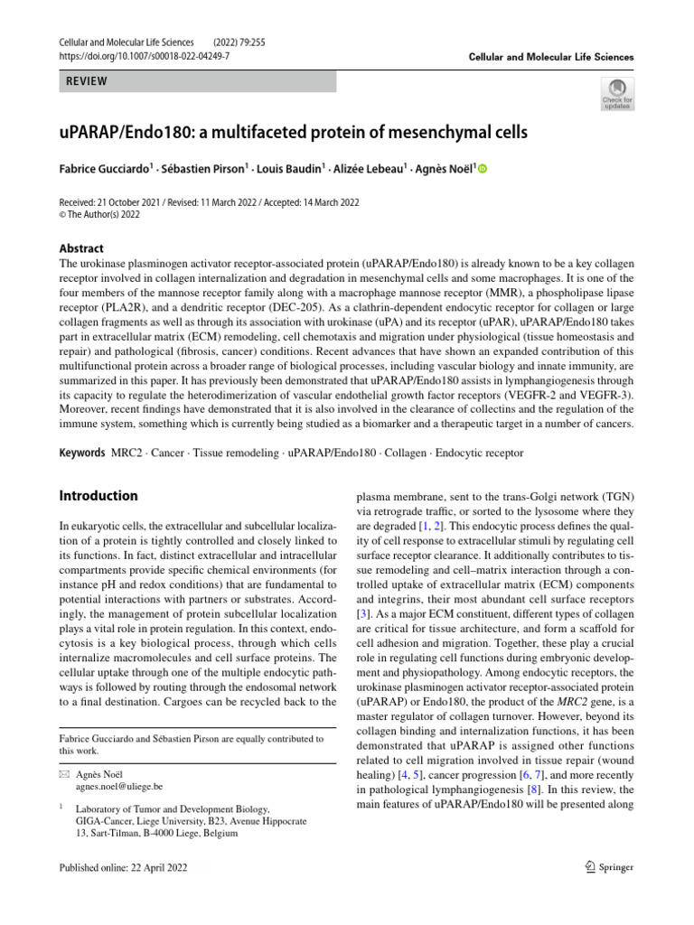 uPARAP/Endo180: a multifaceted protein of mesenchymal cells | PDF ...