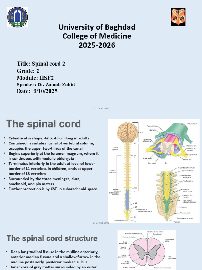 Lec 2. Spinal Note | PDF | Spinal Cord | Neuroanatomy