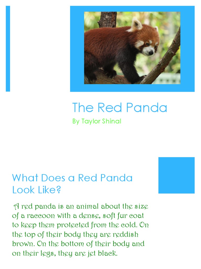Red Panda: Facts and Characteristics | PDF