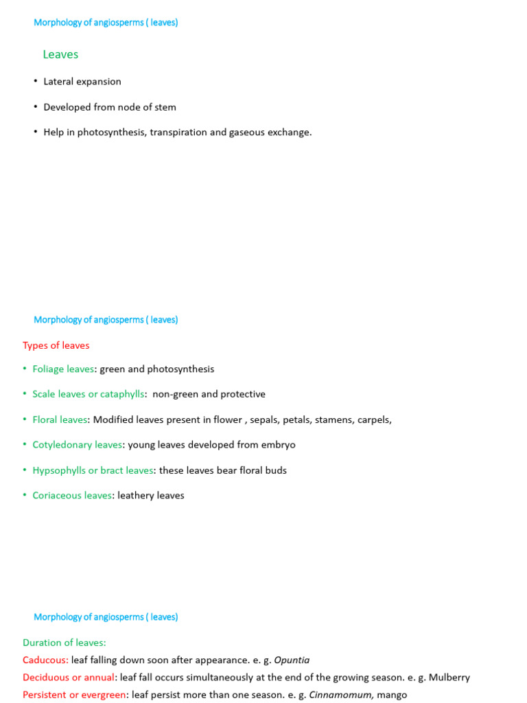 Angiosperm Leaf Morphology and Types | PDF | Leaf | Flowers