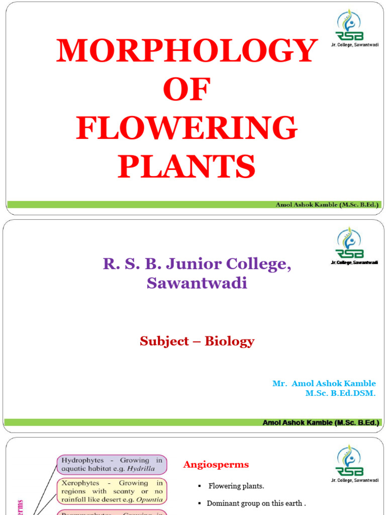 Morphology of Flowering Plants Explained | PDF | Fruit | Leaf