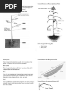 Leaf Attachment and Arrangement Guide | PDF | Leaf | Botany