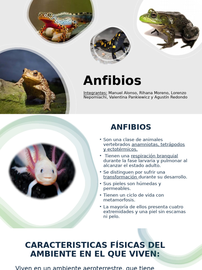 Características y Adaptaciones de Anfibios | PDF | Anfibio | Zoología
