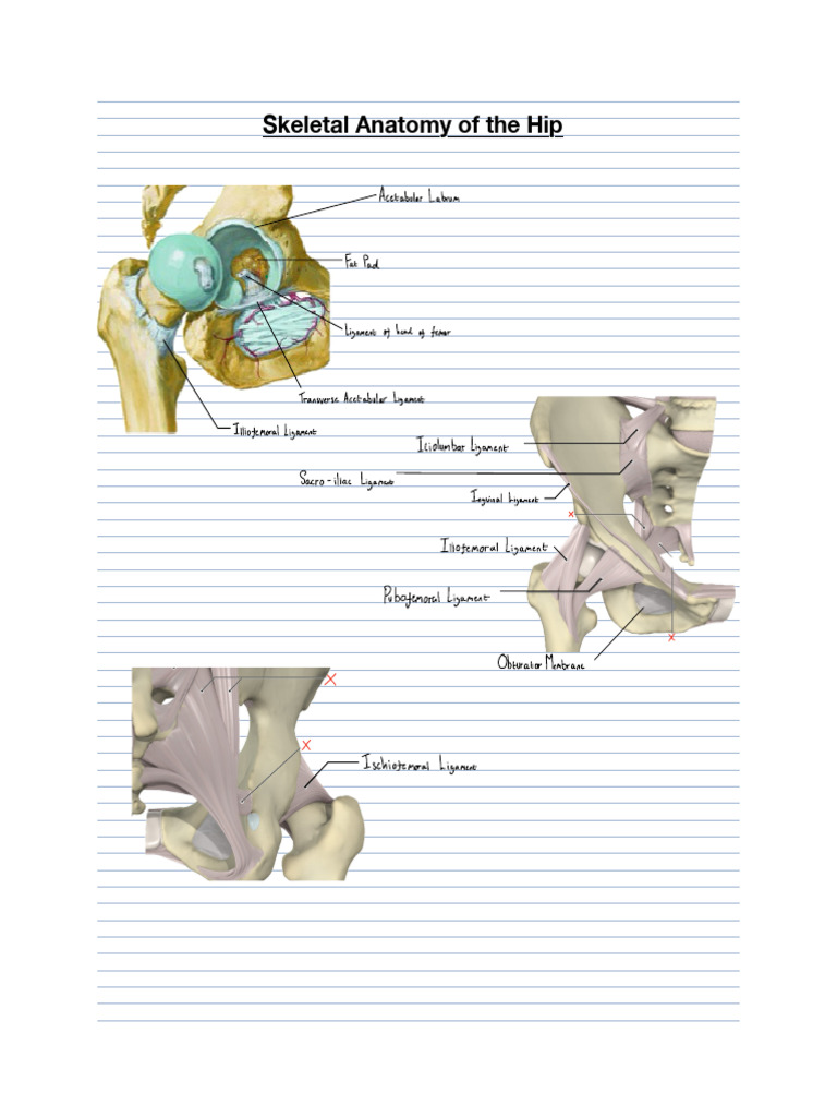 Anatomy Learning MSK | PDF | Hip | Lower Limb Anatomy