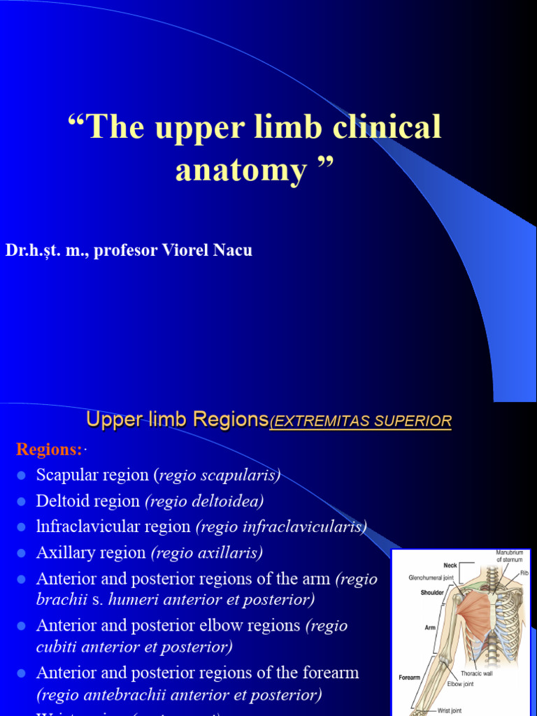 Upper Limb Clinical Antomy | PDF | Arm | Elbow
