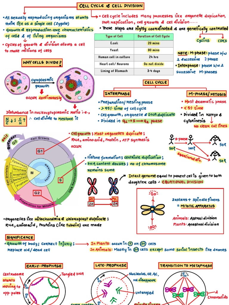 Cell Cycle Short Note | PDF