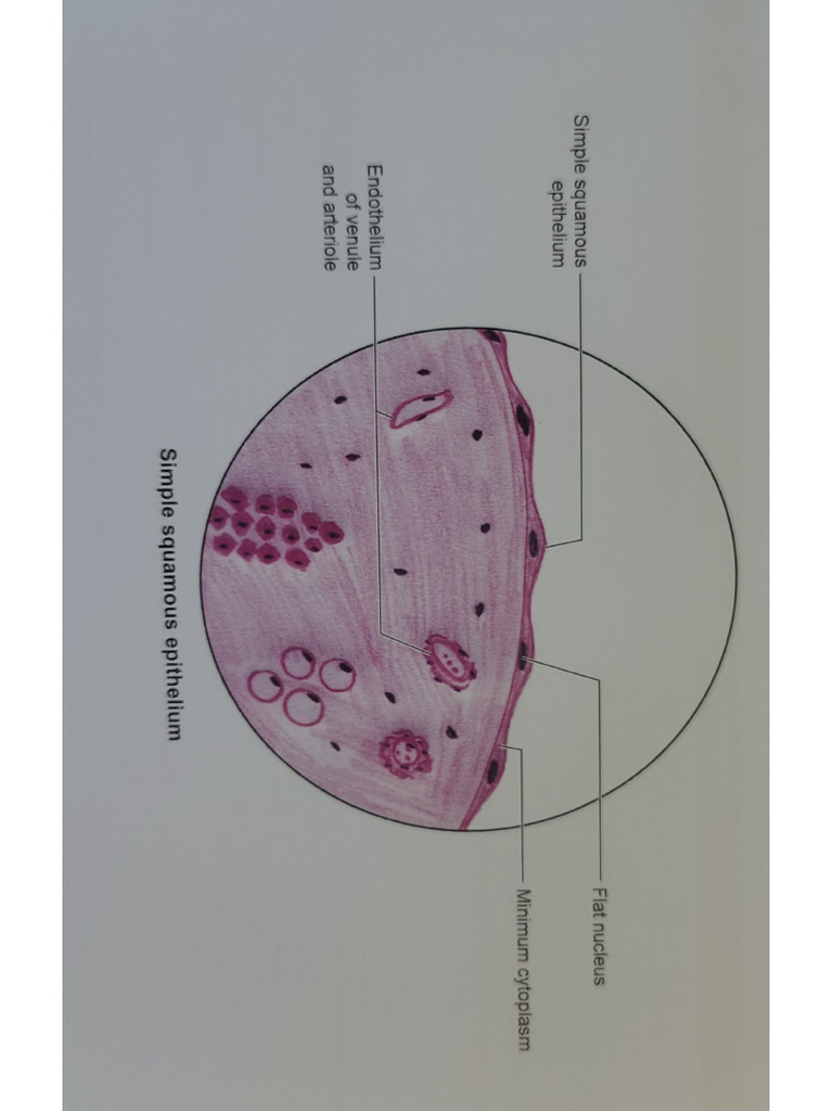 Histology Diagrams Reference . | PDF