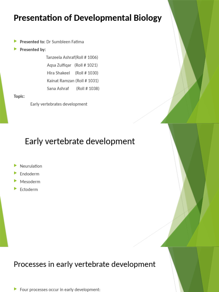 Early Vertebrate Development Overview | PDF | Embryo | Reproduction