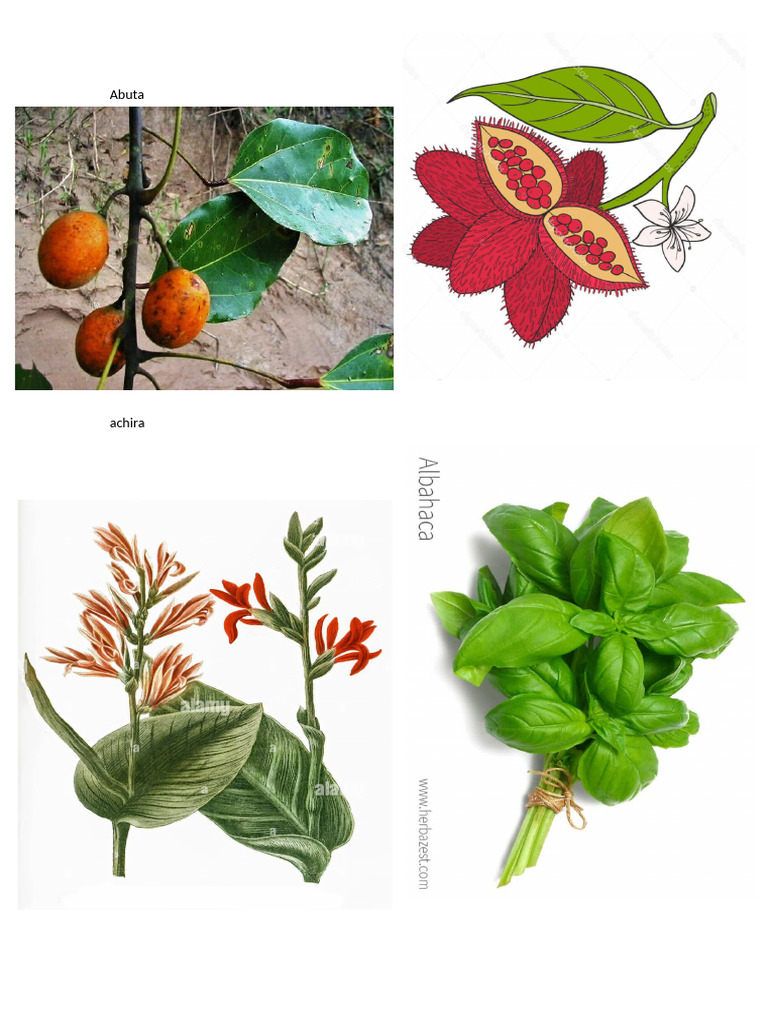 Herbario de Plantas Medicinales | PDF