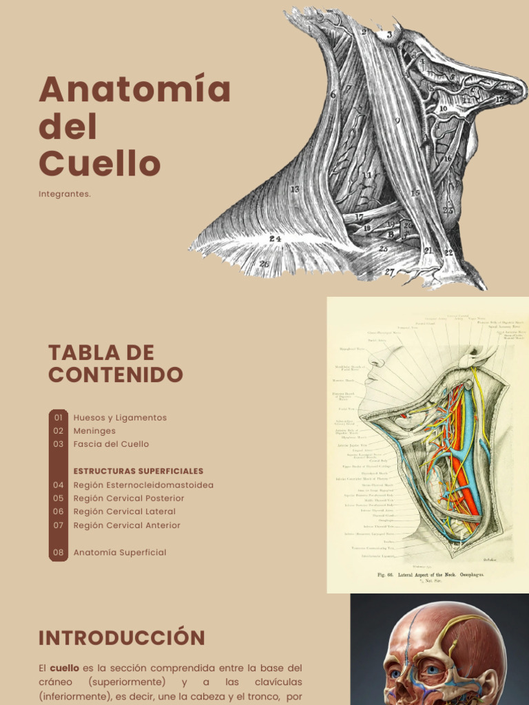 Anatomía del Cuello: Estructuras y Funciones | PDF | Cabeza y cuello ...