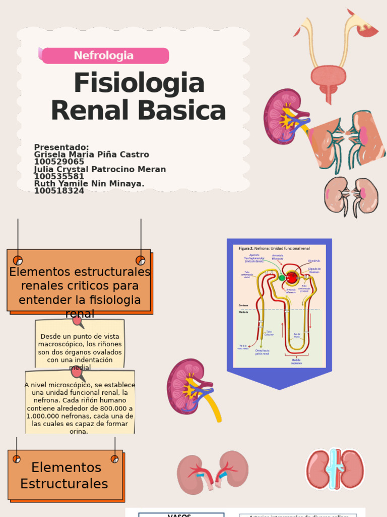 Fisiología Renal: Estructura y Función | PDF | Riñón