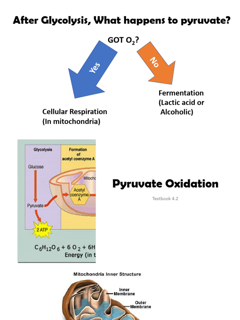 Pyruvate Oxidation in Cellular Respiration | PDF | Pyruvic Acid ...