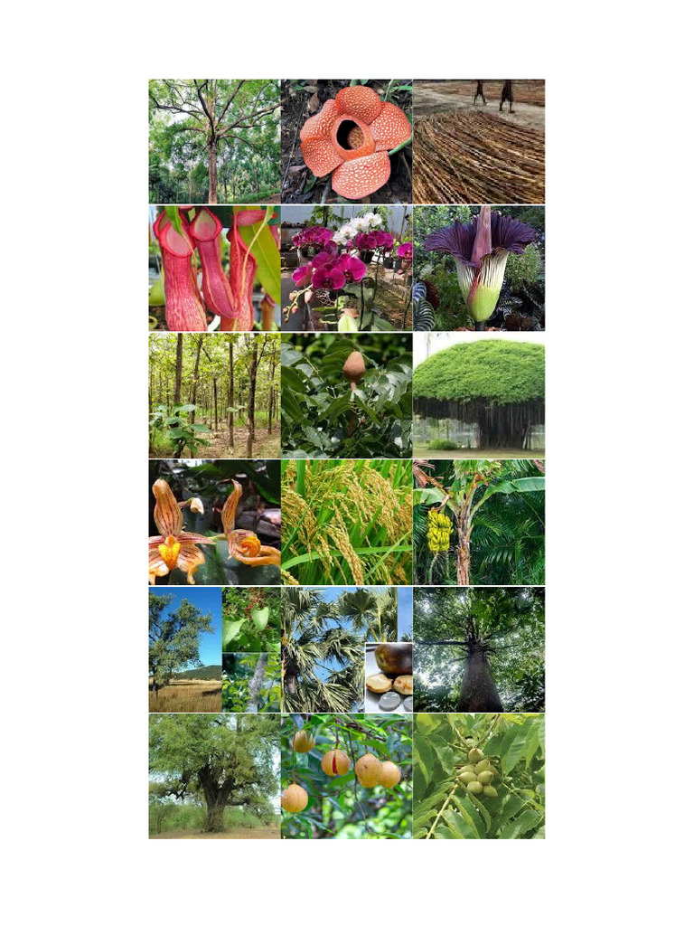 Flora Fauna Tya | PDF