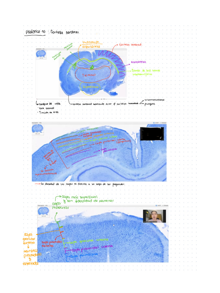 Práctico Corteza Cerebral | PDF | Neuroanatomía | Neurociencia