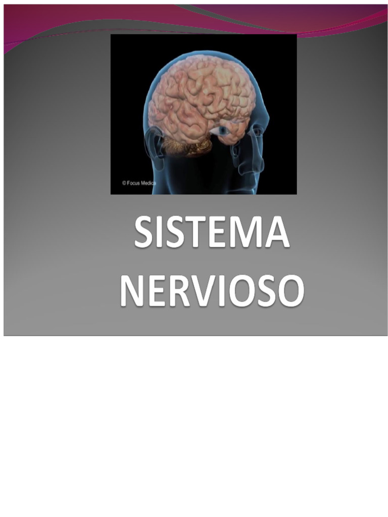 Slide Sistem Saraf | PDF