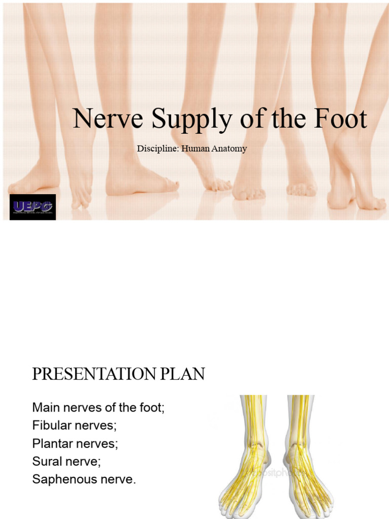 Nerve Anatomy of the Foot Explained | PDF