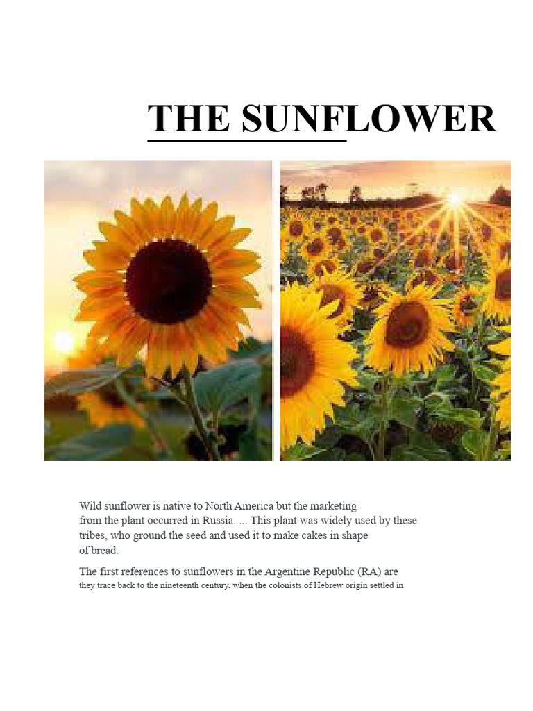 Practical Work of Sunflower | PDF | Pest (Organism) | Soil