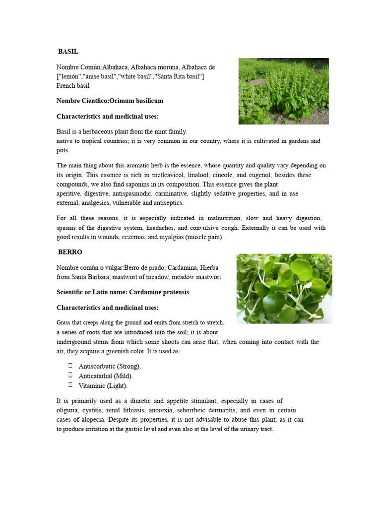 Glossary of Plants | PDF | Oregano | Basil