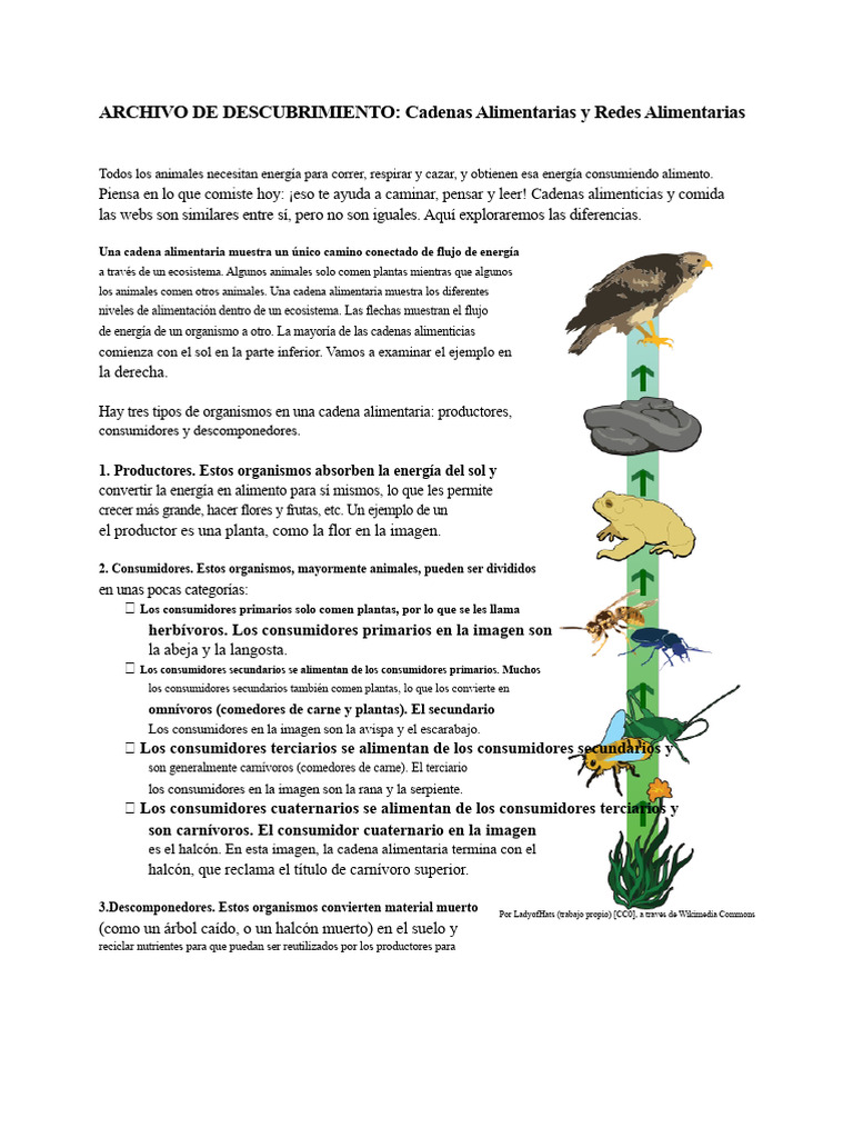Cadenas Alimenticias y Redes Alimentarias DF | PDF | Red alimentaria ...
