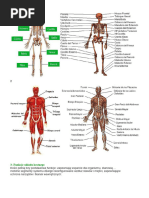 Anatomia Swini Atlas Interaktywny | PDF