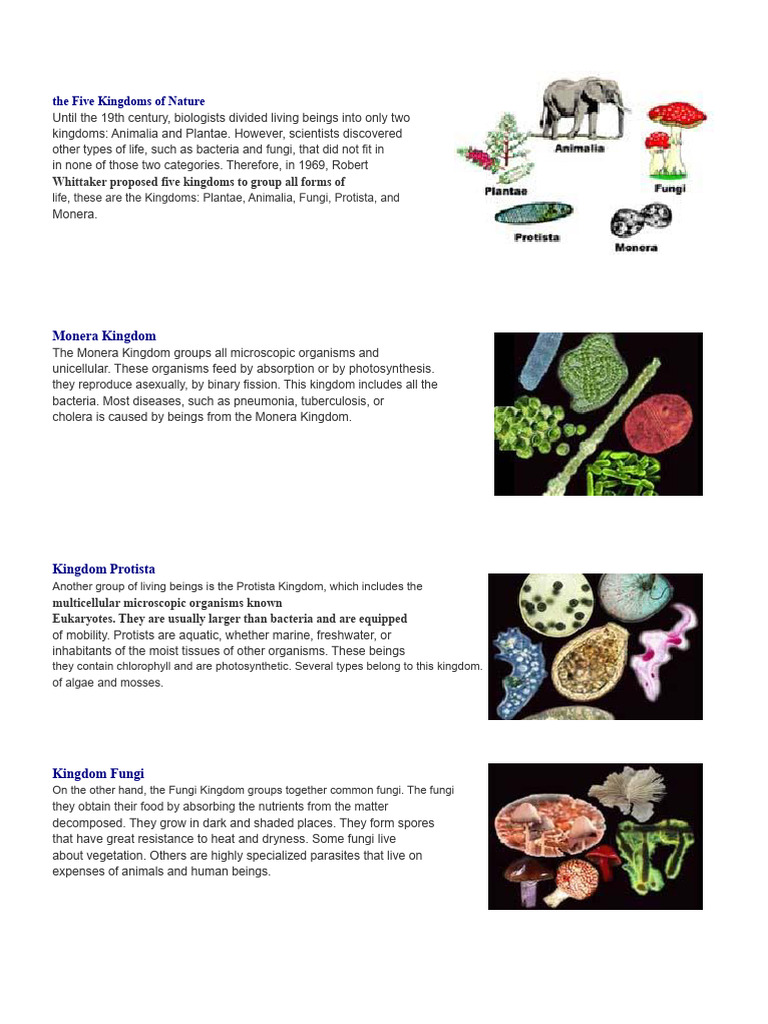 Overview of the Five Kingdoms of Nature | PDF | Plants | Fungus