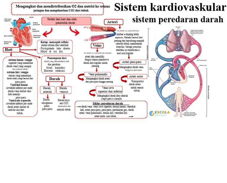 Sistem Kardiovaskular dan Sirkulasi Darah | PDF