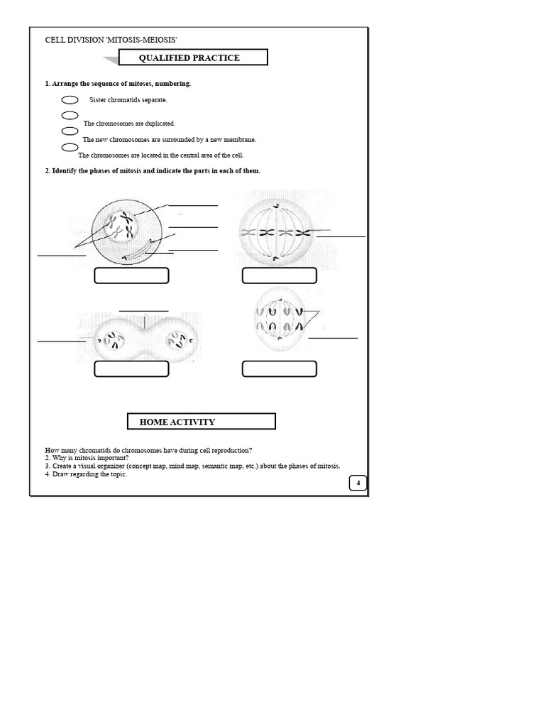 Cell Division "Mitosis-Meiosis" 1. Order The Sequence of | PDF ...