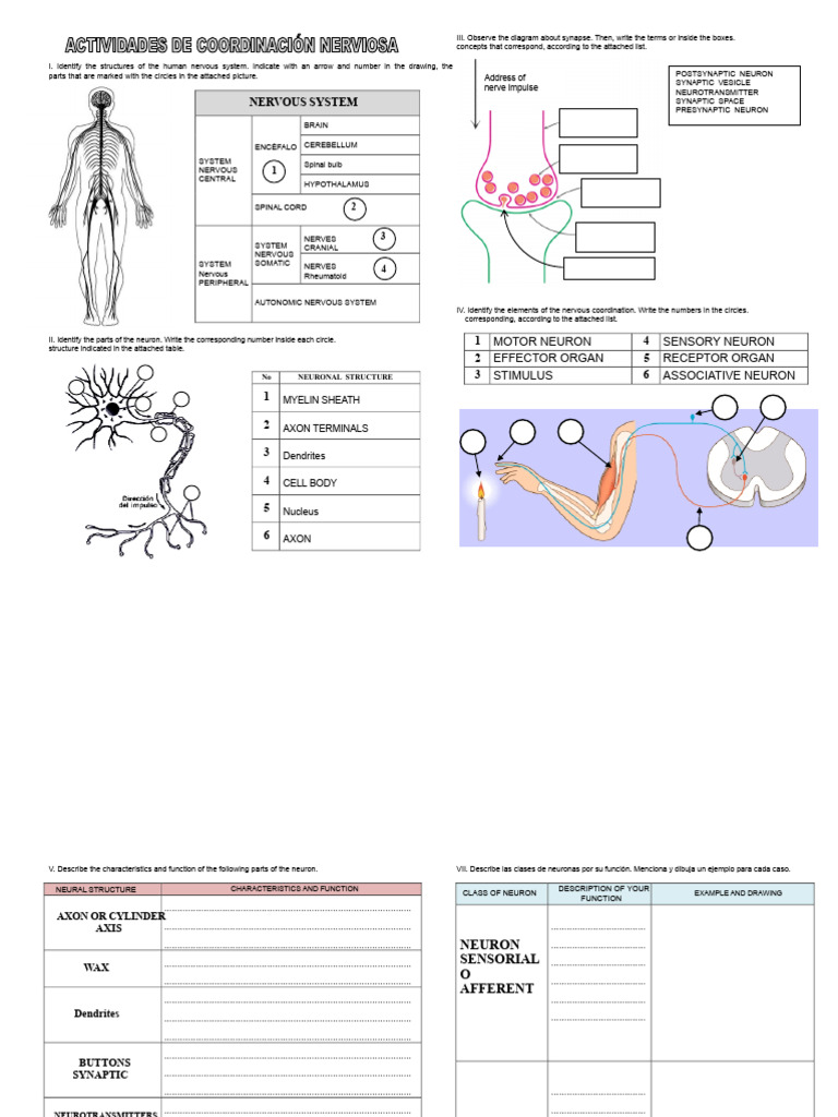 Human Nervous System Structures Guide | PDF | Nervous System | Neuron