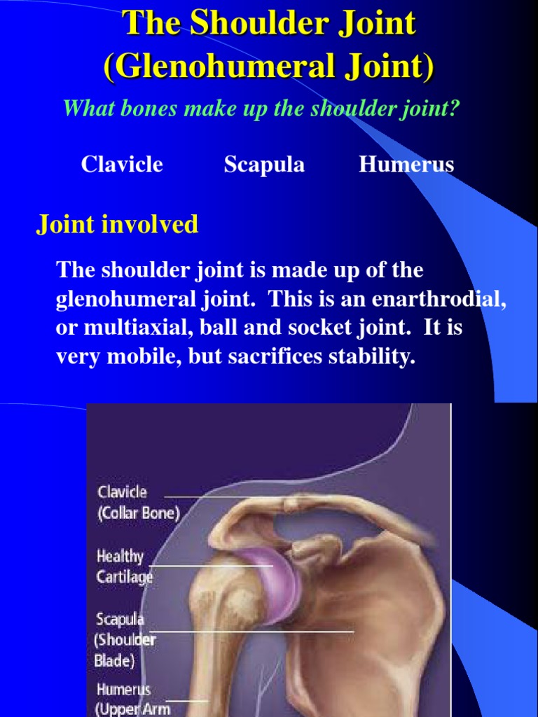 Shoulder Joint | Shoulder | Anatomical Terms Of Motion