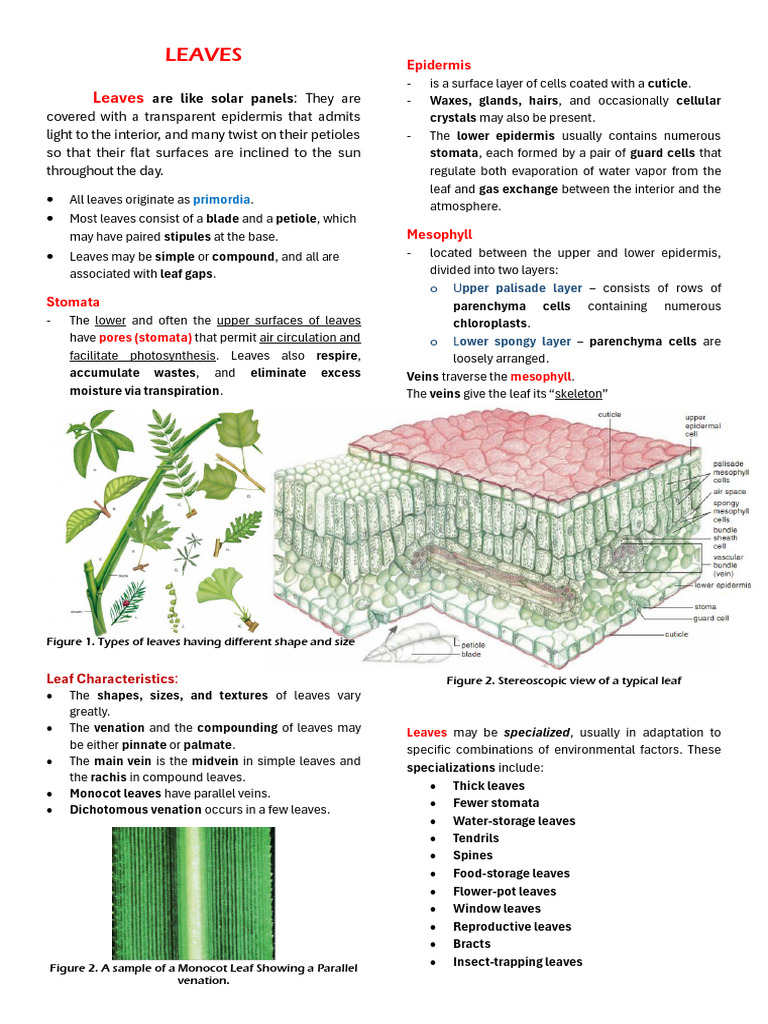 Leaves | PDF | Leaf | Branches Of Botany