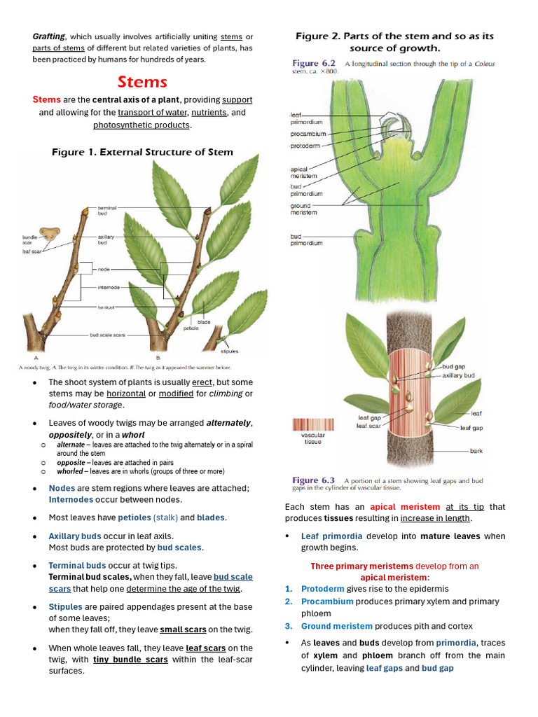 Stems | PDF | Plant Stem | Leaf