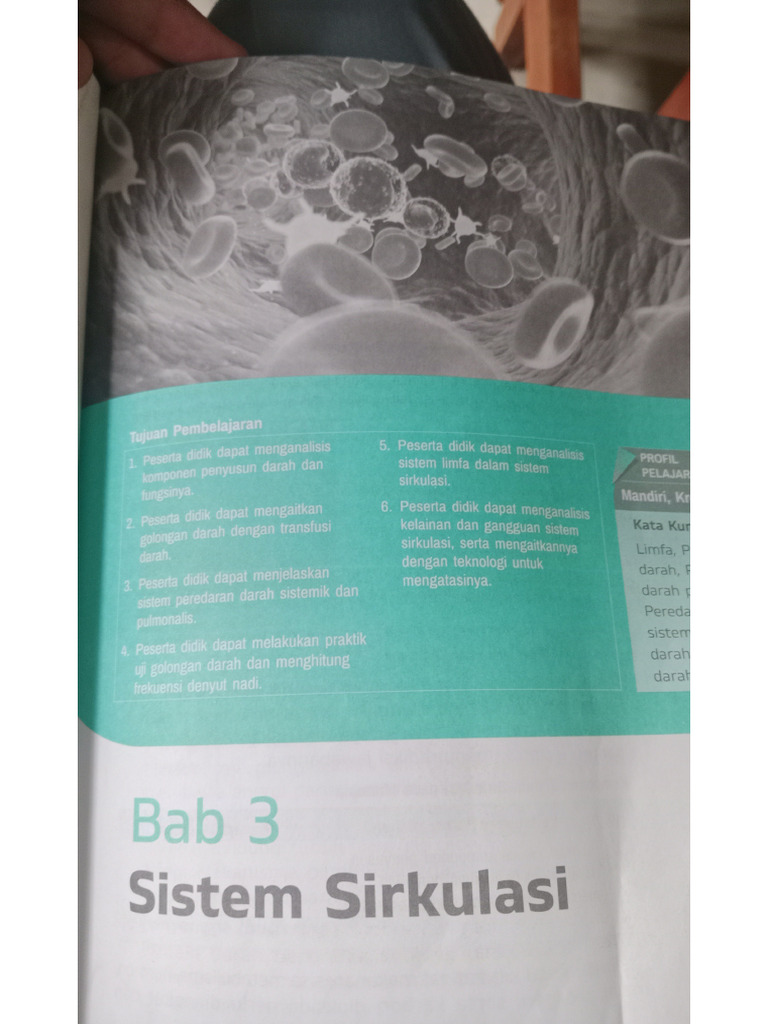 Sistem Sirkulasi Biologi XI | PDF