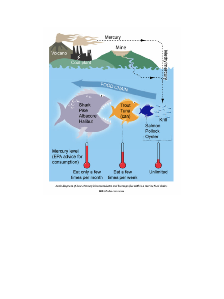 Bioaccumulation & Biomagnification | PDF
