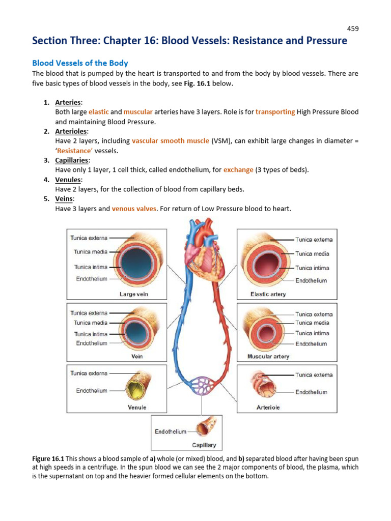 Physiol Text CH 16 Blood Vessels | PDF | Blood Vessel | Capillary