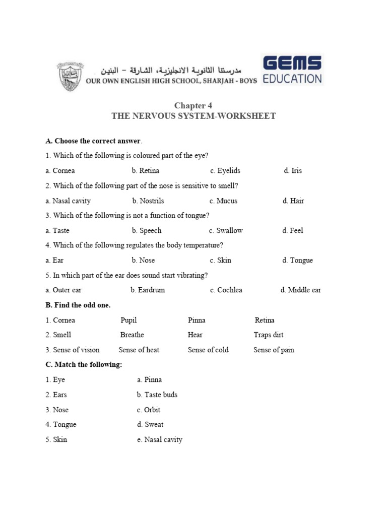 Nervous System Worksheet Activities | PDF | Senses | Ear