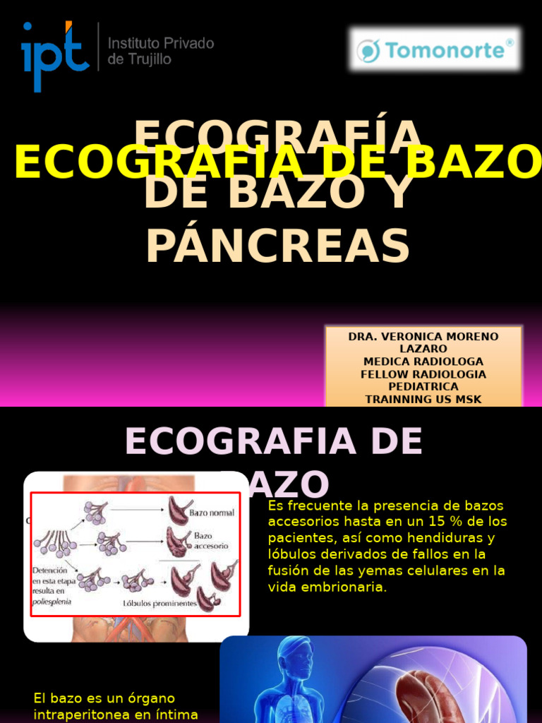 Bazo y Pancreas | PDF | Sistema circulatorio | Angiología