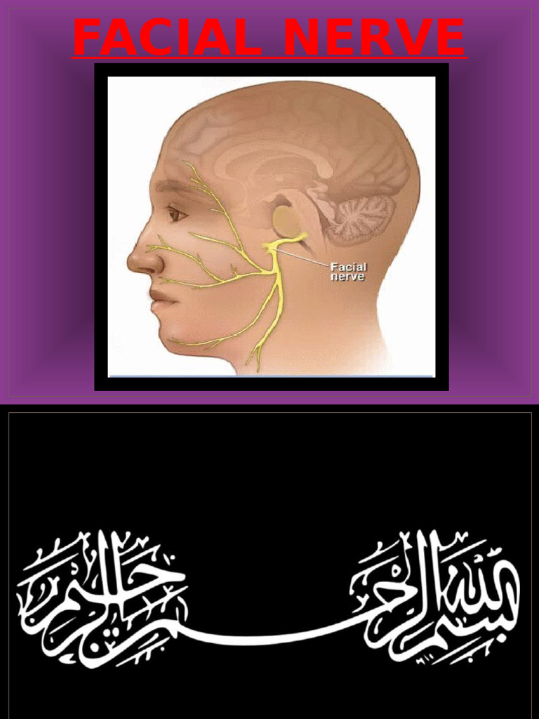 Facial Nerve | PDF | Nervous System | Human Head And Neck