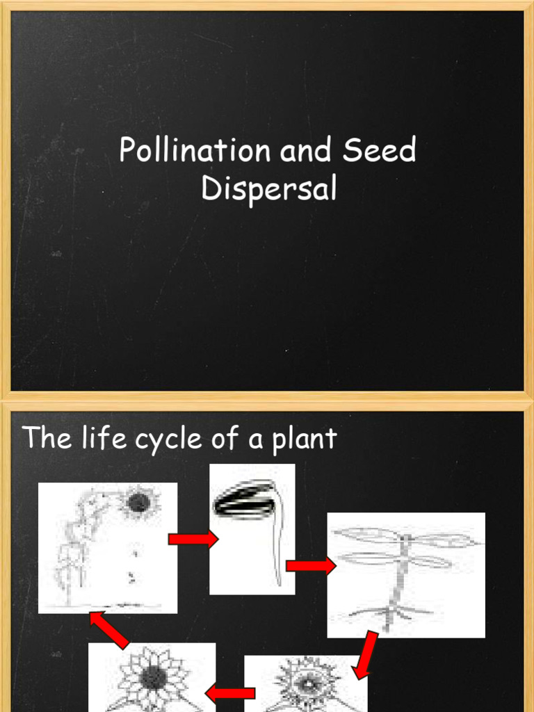 Pollination Fertilisation Seed Dispersal and Ger | PDF | Pollination ...