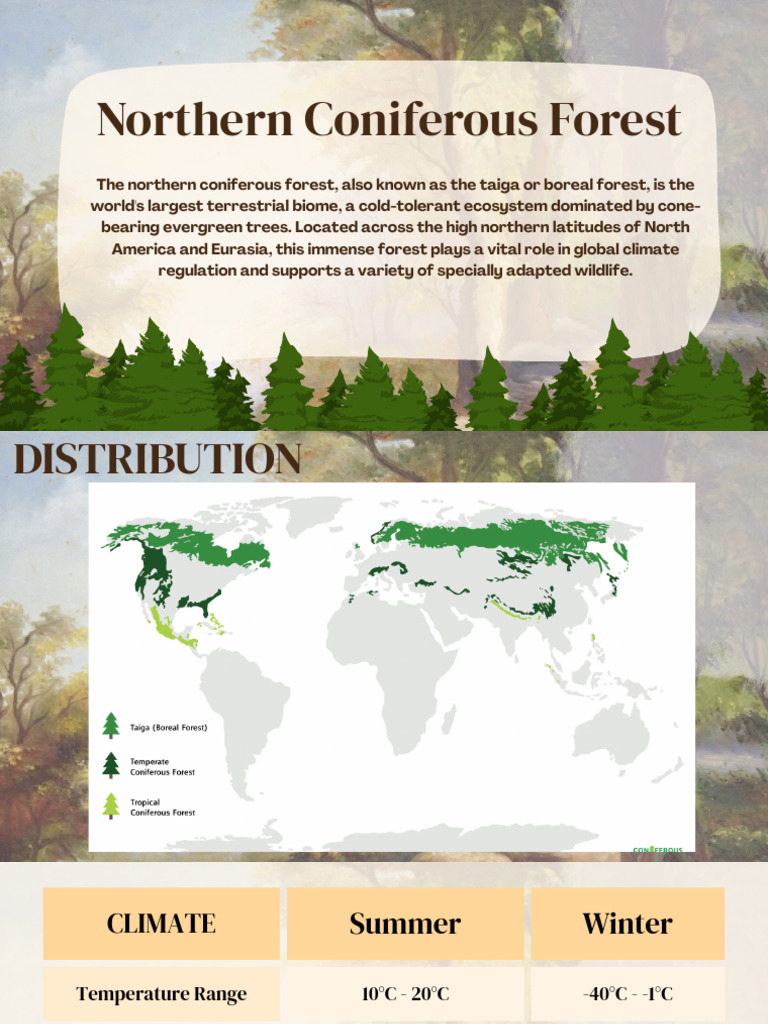 Northern Coniferous Forest - 20251123 - 121954 - 0000 | PDF | Forests ...